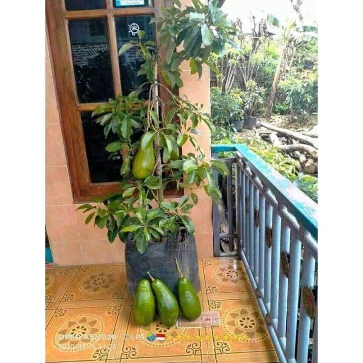 bibit alpukat aligator jumbo super unggul | Lazada Indonesia