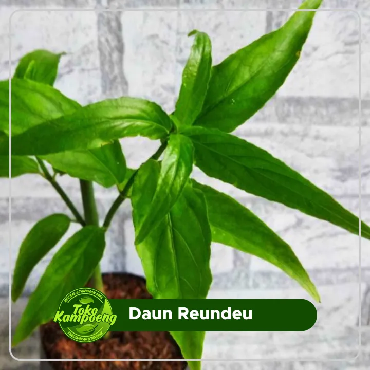 DAUN REUNDEU ( SUNDA ) 100 GRAM RENDE LALAPAN SUNDA [ fresh produk ...