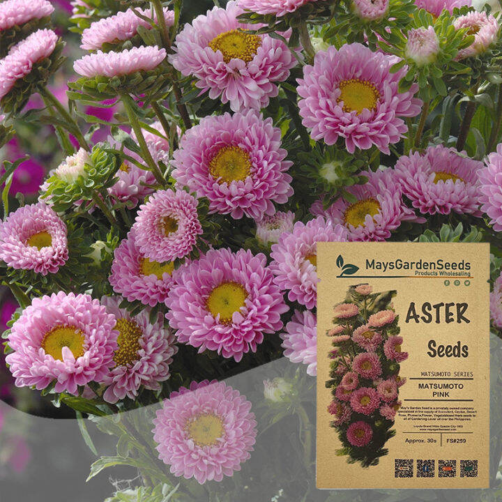 Aster Matsumoto Pink Seeds, Matsumoto Series, Callistephus Chinensis ...