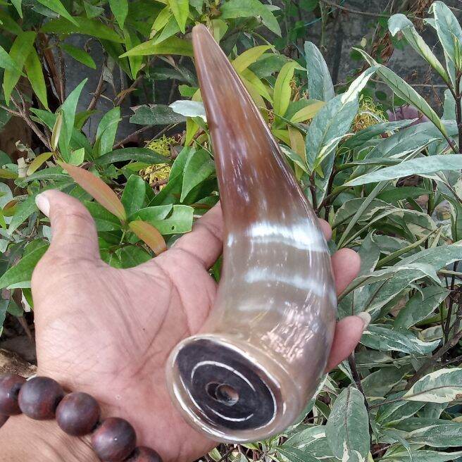 pipa once tanduk kerbau bule 002 | Lazada Indonesia