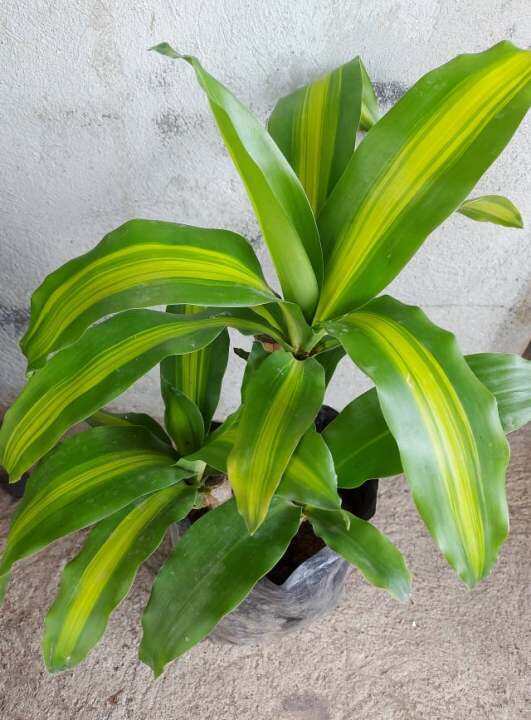 FORTUNE PLANT ROOTED PLANT INDOOR OUTDOOR PLANT REAL PLANT - DRACAENA ...