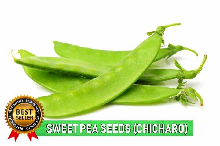 GA/CHICHARO/SITSARO/SWEET PEA SEEDS (30pcs seeds) HYBRID/HIGH YIELD ...