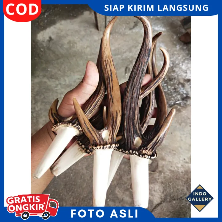 Pipa Rokok Tanduk Rusa Cabang Original | Lazada Indonesia