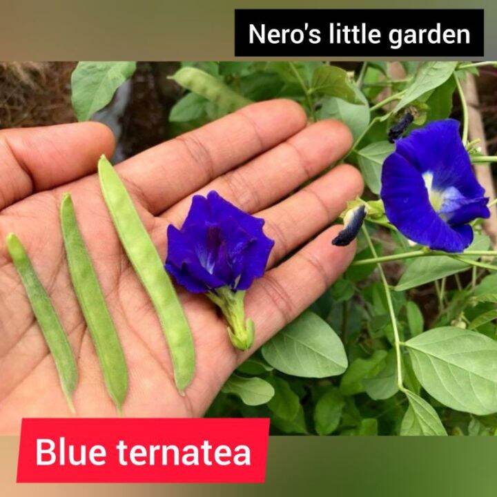 50 Seeds (buy 2 get 1 free) Blue Butterfly Pea Set for Sale Easy To ...