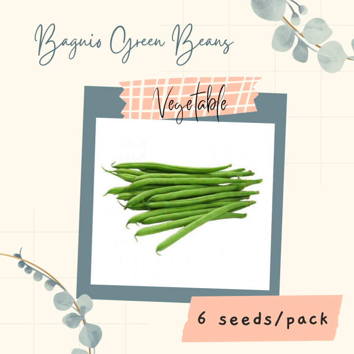 Baguio Green Beans Seeds for Planting (6 seeds) VEGGIES | Lazada PH