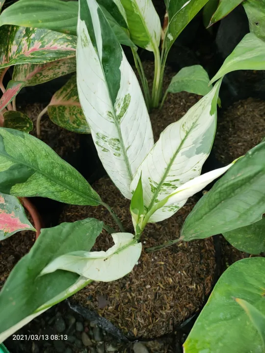 Variegated Peace lily plant | Lazada PH