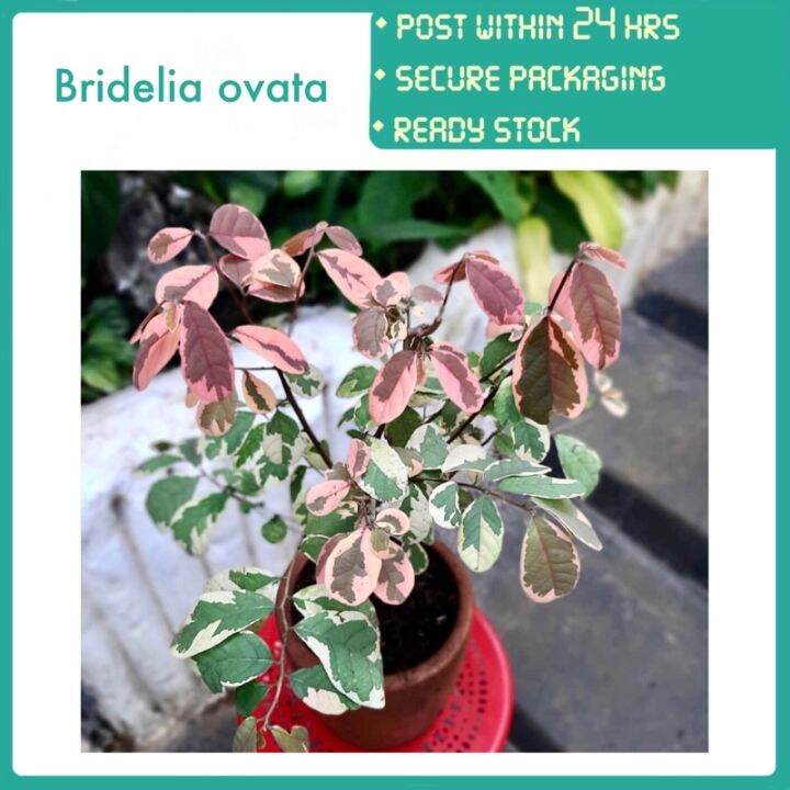 PBN - bridelia ovata - pokok bunga nursery variegated daun batik tahan ...