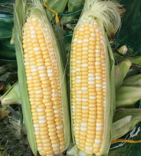 Benih Jagung Mutiara/ Bi-Color Sweet corn Seeds / 双色玉米种子 (10 Biji) | Lazada