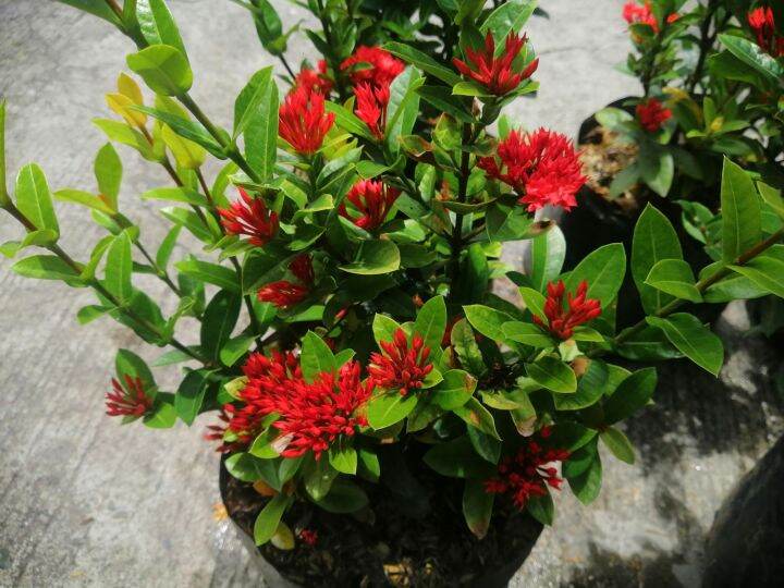 Dwarf Red Cherry Santan (It's a seed, not a plant!) | Lazada PH