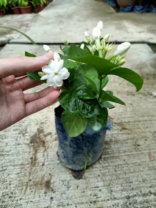 Malaysia Stock Bunga Jasmine Melur Wangi 茉莉花 | Pokok Bunga Jasmine ...