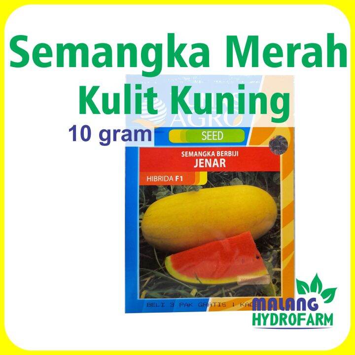 Benih Semangka Merah Kulit Kuning Jenar 10 gram Tunas Agro bibit biji ...