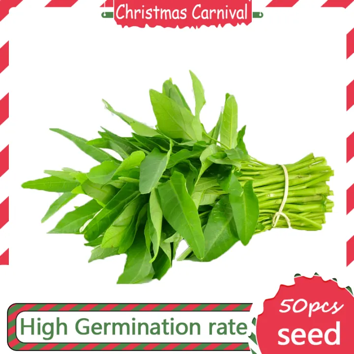 Chinese Kangkong Seeds / Water Spinach Seeds for Planting Vegetable ...