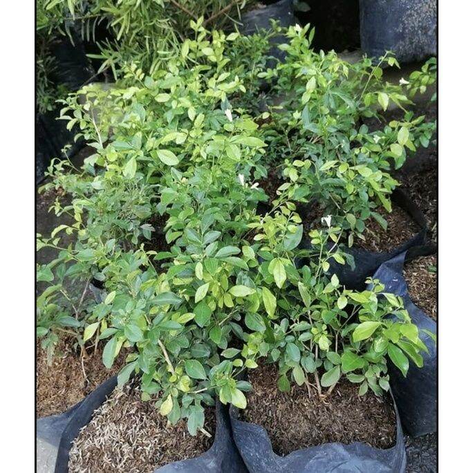 Kamuning Perfume Plant/ Murraya paniculata Plant | Lazada PH