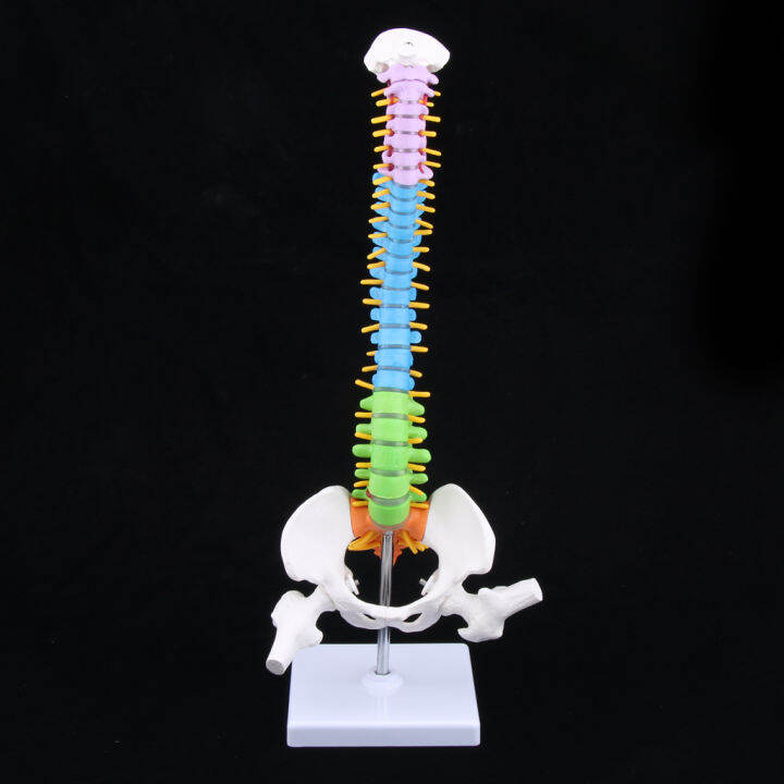 Moon ISILAND Human Spine Model With Pelvis and Femur Vertebral Column ...