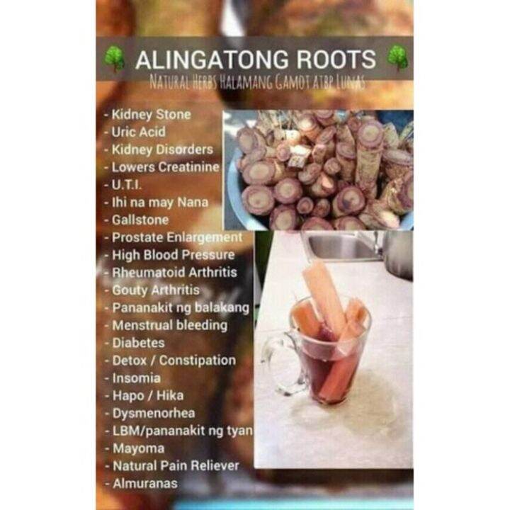 Medical supplies ( Alingatong Products ) Fresh Red Alingatong Roots 1kg ...
