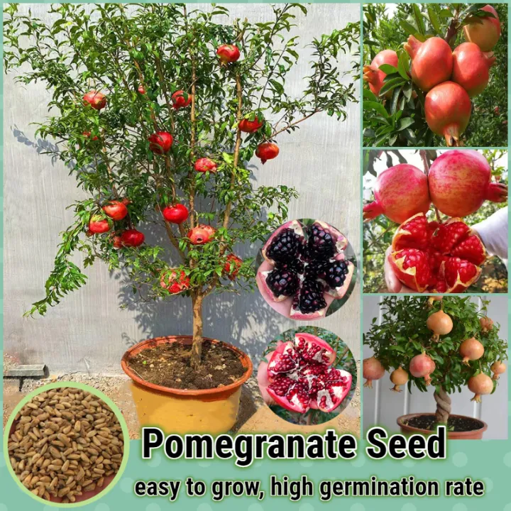 50เมล็ด/ห่อ ทับทิมแดง เมล็ดพันธุ์ Pomegranate Seed (Fruit Seeds for planting) เมล็ดพันธุ์ผลไม้ ...