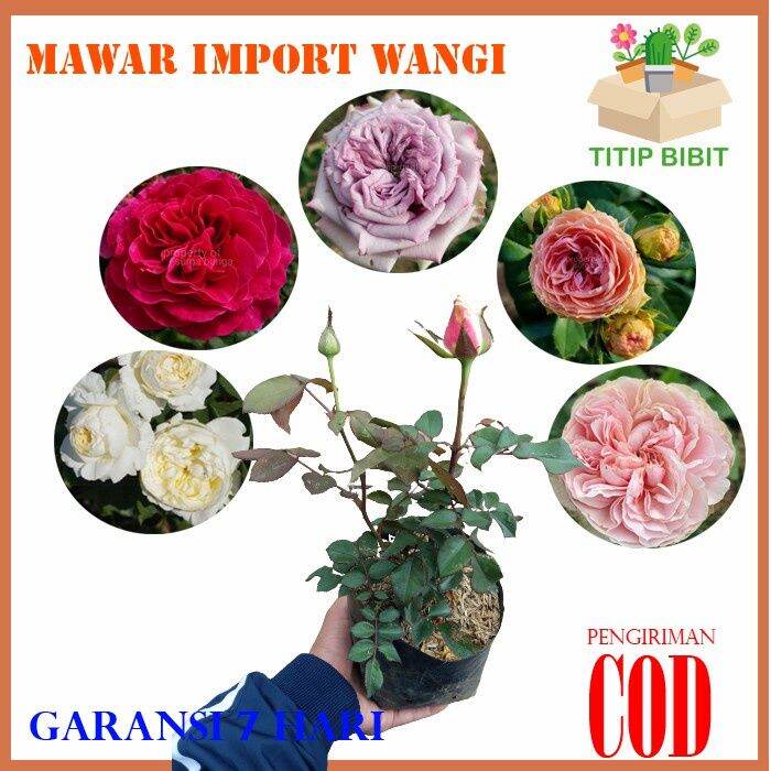 Tanaman Bunga Mawar Import Bunga Wangi David Austin | Lazada Indonesia