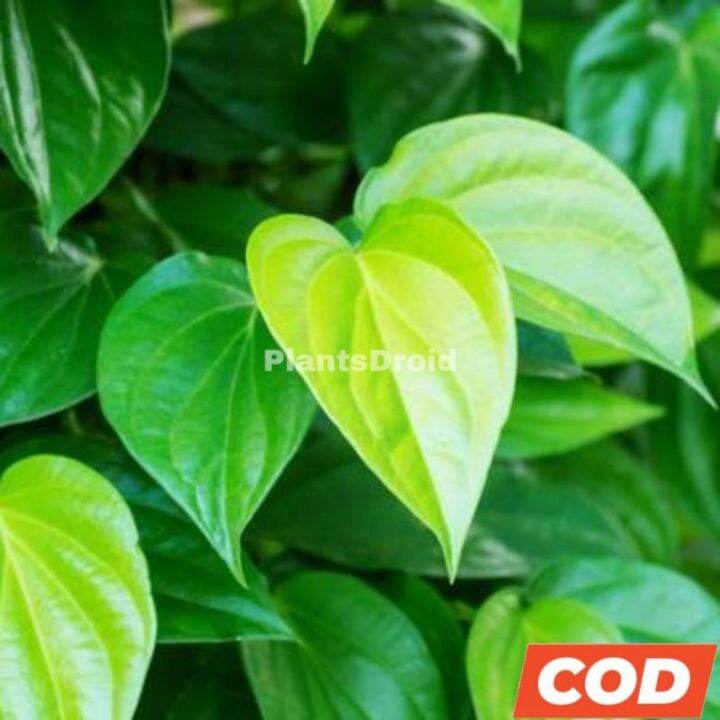 Daun Sirih | Godong Suruh Tanaman Herbal | Lazada Indonesia