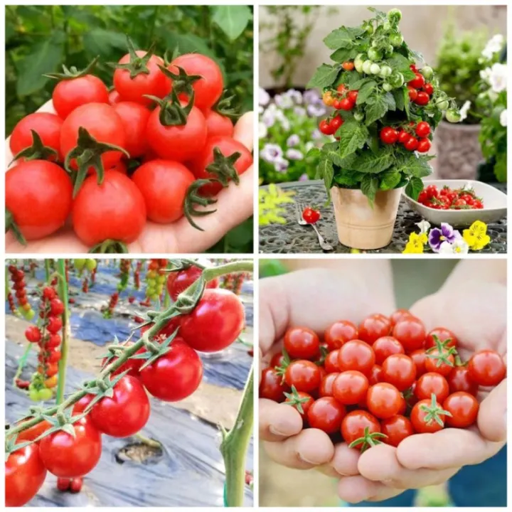 Biji Benih Sayur - Tomato Mutiara Merah (Pokok Pendek) | Vegetable Seed ...