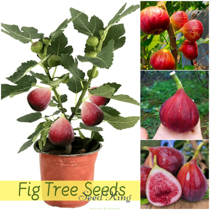 [Free gift rooting power] 50pcs Rare Fig Tree Seeds Tropical Ficus ...