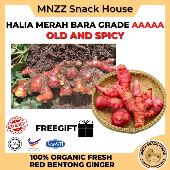 [MNZZ] 1kg Fresh Bentong Halia Bara Merah Benih Red Ginger Jahe ...