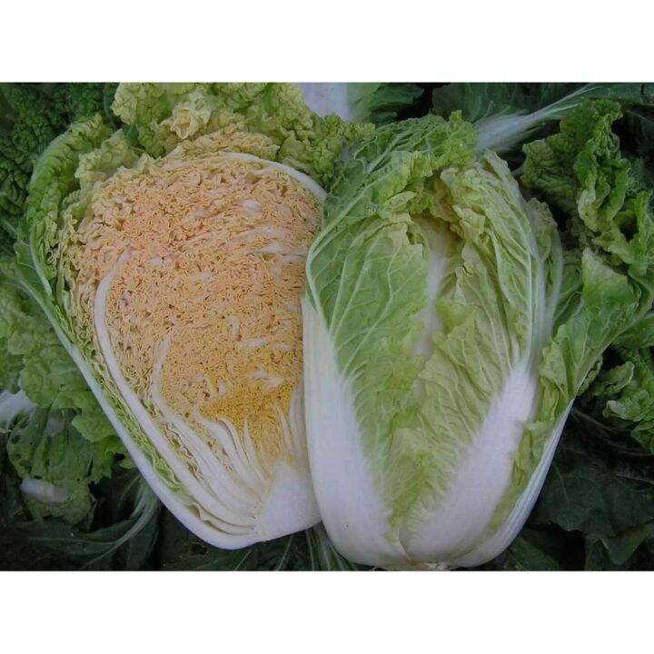 Chinese Korean Napa Pechay Baguio Cabbage Inner Orange Red Vegetable ...