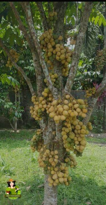 Lanzones Plant(Longkong Variety) with FREE garden soil - Outdoor Plant ...