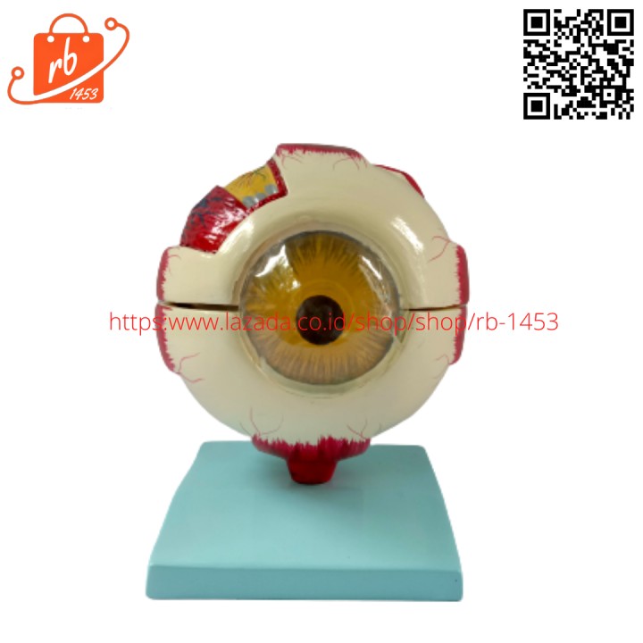 Torso Mata Alat Peraga Phantom Manikin Model Manekin Mata Manusia ...
