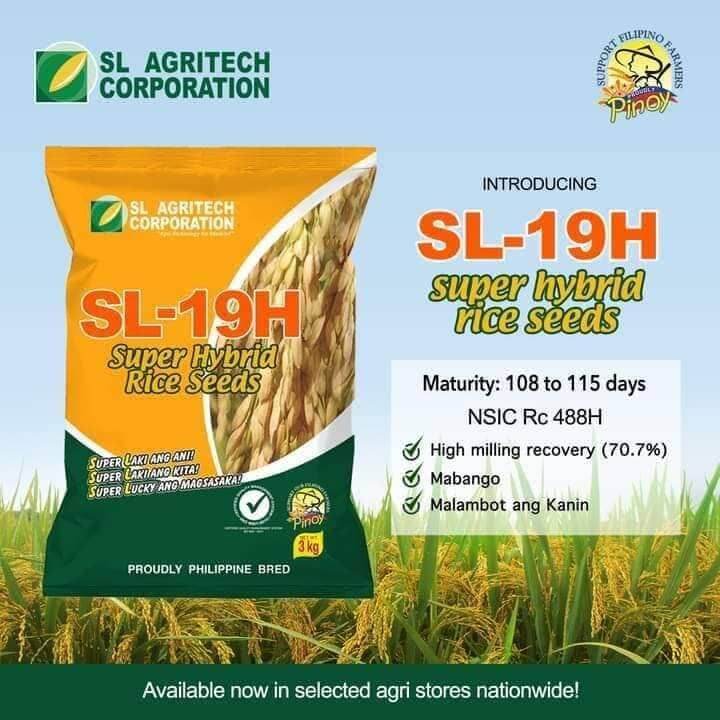 SL 19H SUPER HYBRID RICE SEEDS | Lazada PH