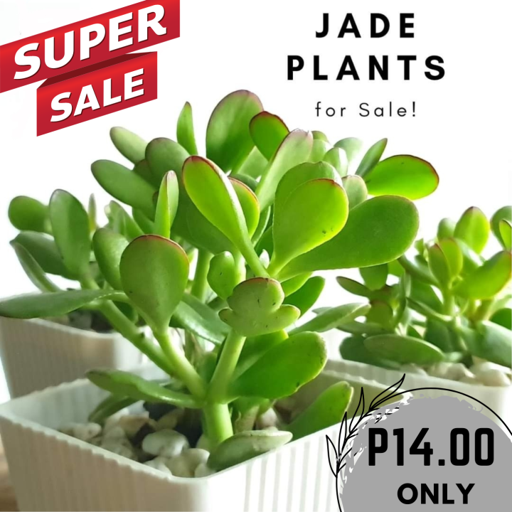 Jade Plant/Money Maker Plant (Free Red Pot) - Live Plant, Real Plant ...