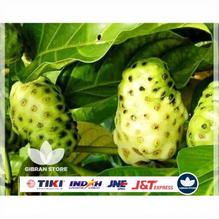 buah mengkudu /buah pace | Lazada Indonesia