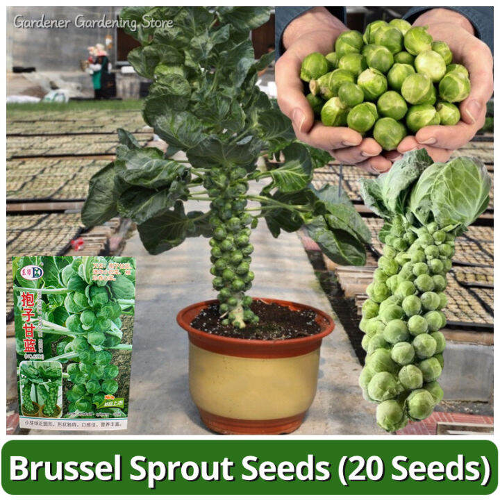 High Yield Brussel Sprout Vegetable Seeds for Planting (20 Seed ...