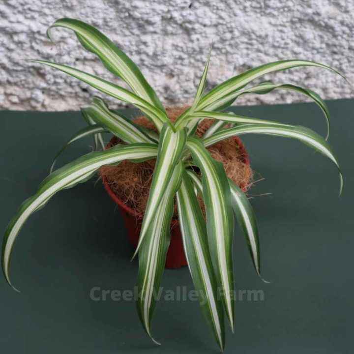 [Live Plant] CVF Spider Plant | Pokok Labah-Labah | 蜘蛛植物 | Lazada