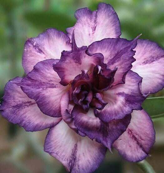 10 Pcs Adenium Seeds Bunga Kemboja Fu Gui Flower Seed 富贵花 沙漠玫瑰 ...