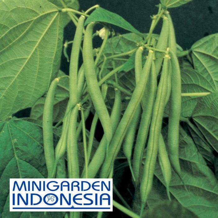 40 Benih Sayuran Buncis F1 Bibit Biji Tanaman Sayuran | Lazada Indonesia