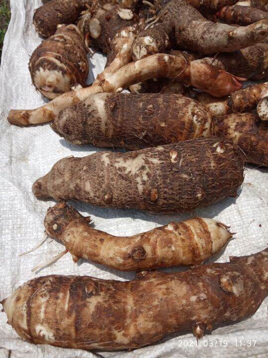 Umbi talas segar 1kg | Lazada Indonesia