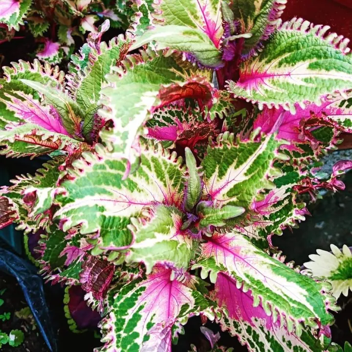 Mayana Coleus Peter's Wonder (Super Rare Mayana) with FREE white ...