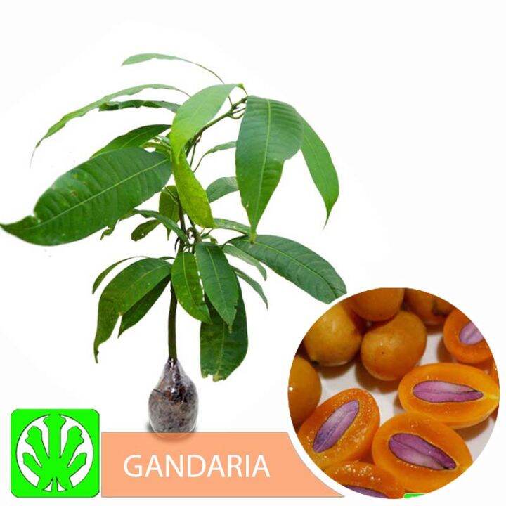 Tanaman Buah Gandaria | Lazada Indonesia