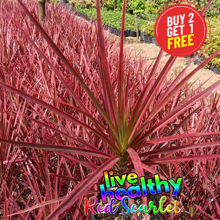 Red Scarlet Plant | Lazada PH