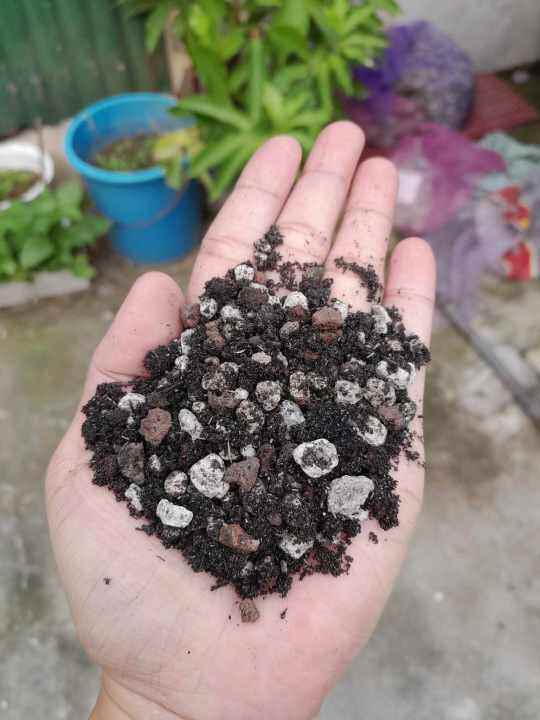 CNS Soil Mix for cactus and succulents | Lazada PH