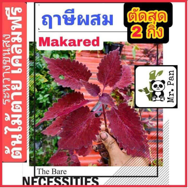 Nadthida G(2กิ่ง ตัดสด) ฤาษีผสม มากาเรด Makared สวยงามมาก Nadtida ต้นไม้ตายระหว่างขนส่ง เคลมฟรี ...