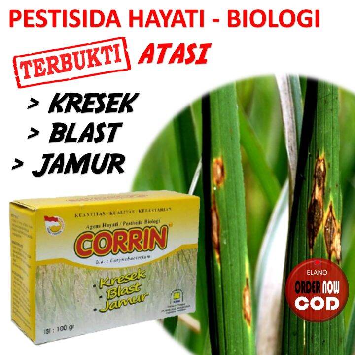 Pestisida Organik Pengendali Hama Tanaman Wereng Hijau Coklat Penggerek ...