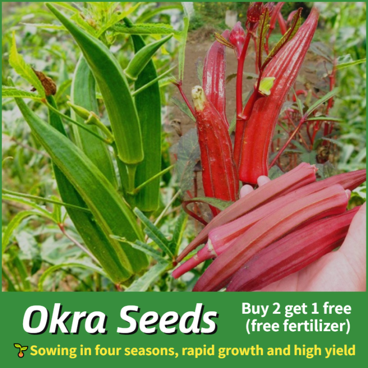 [100% Original Seed] High Yield Okra Vegetable Seeds for Sale Smooth ...
