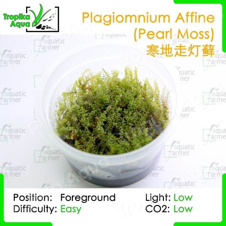 Pearl Moss (Plagiomnium Affine) 寒地走灯藓 - Aquatic Farmer Tissue Culture ...