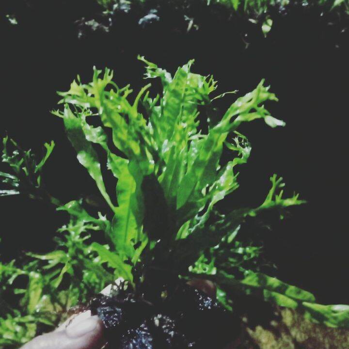 Kadaka Windelov / Microsorum Windelov Tanaman Aquascape Clumb Wabikusa ...