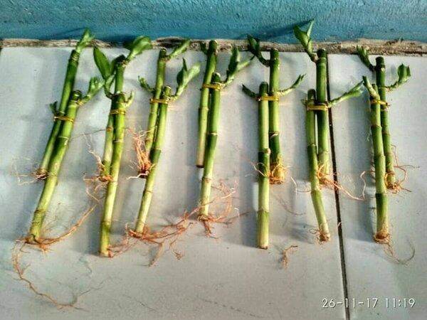 Bambu Hoki Sri Rejeki | Bambu Hoki Air 10 Batang | Lazada Indonesia