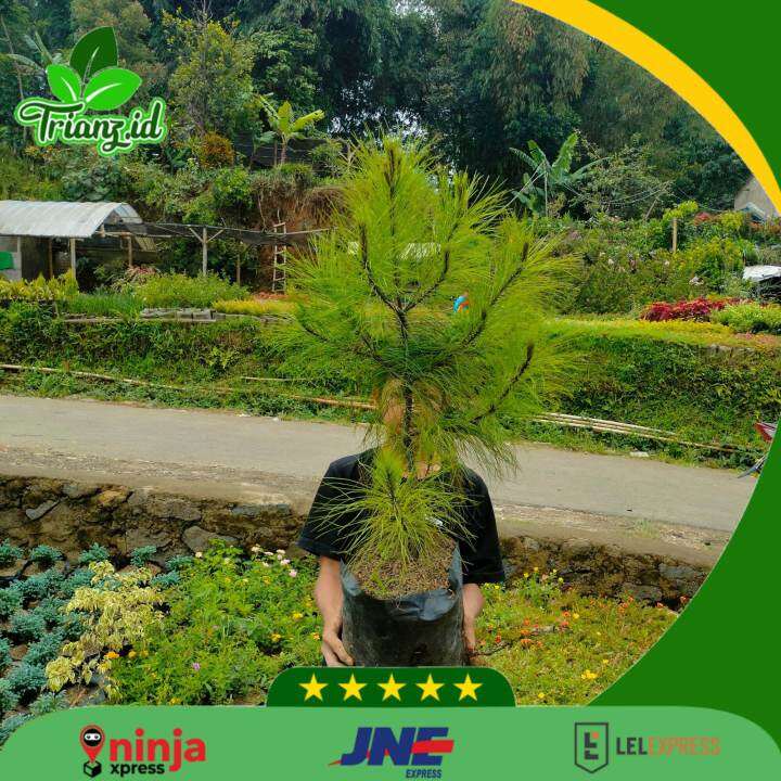 pohon pinus ukuran besar tinggi 40-60 cm | Lazada Indonesia