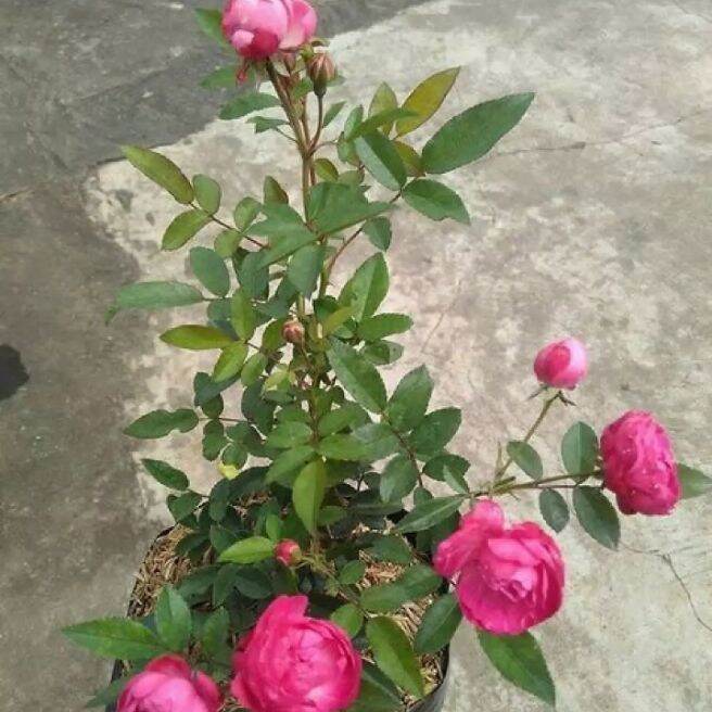 tanaman pink climbing rose / mawar rambat /mawar kampung | Lazada Indonesia