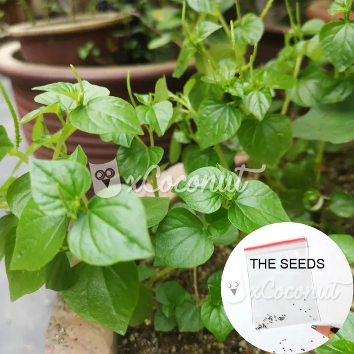 Biji Benih Sireh Cina Pokok Herba Sirih Cina Peperomia Pellucida Seeds ...