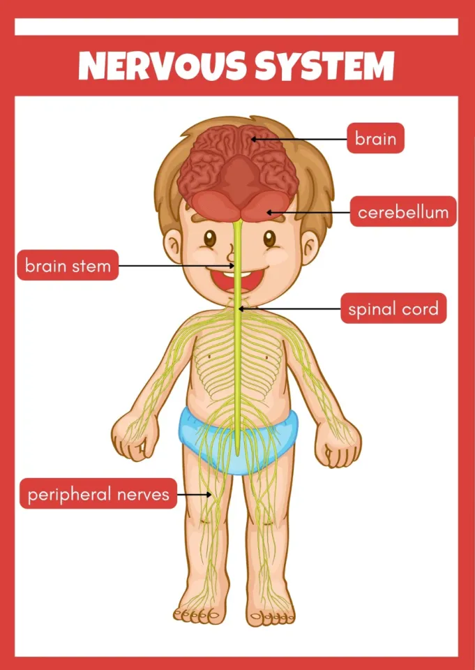 Peripheral Nervous System Diagram For Kids